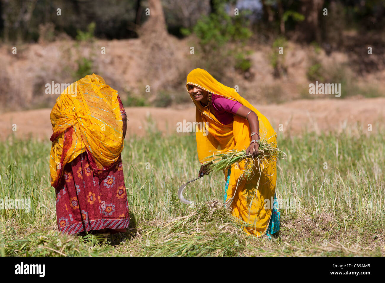 Lucerne crop being gathered for animal forage by local agricultural ...