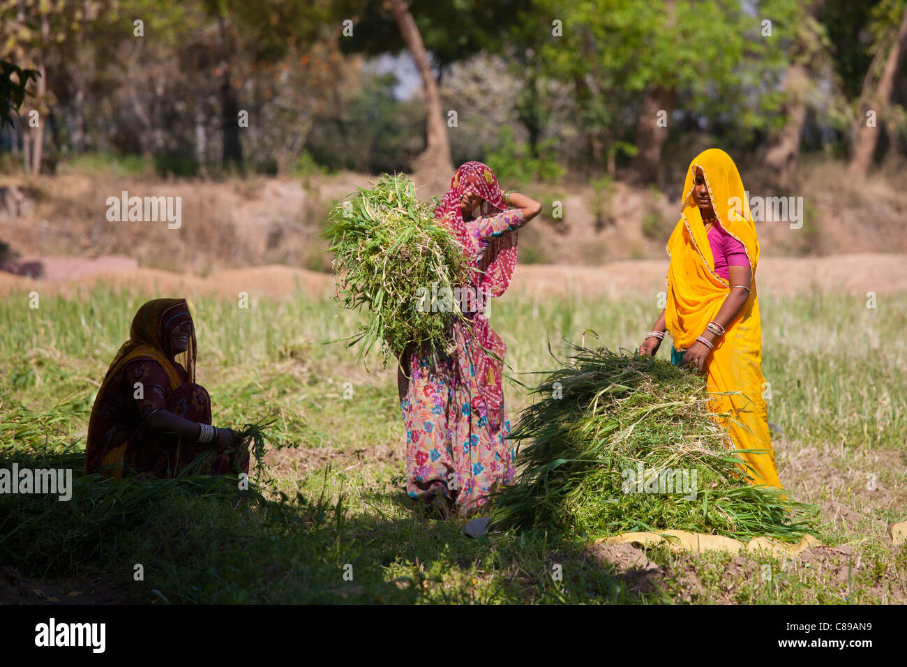 Lucerne farming hi-res stock photography and images - Alamy