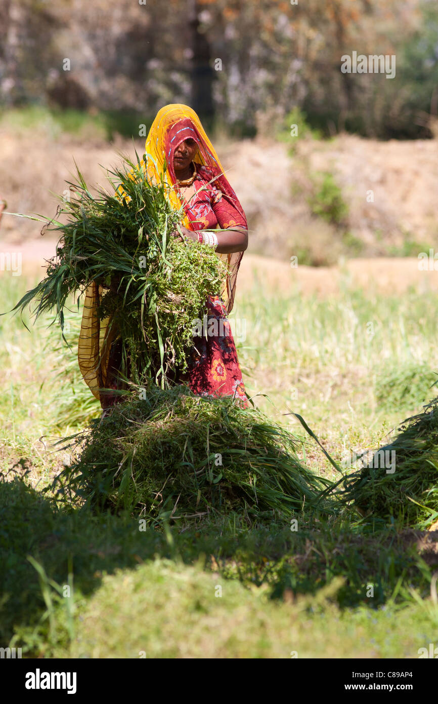 Lucerne crop being gathered for animal forage by local agricultural ...