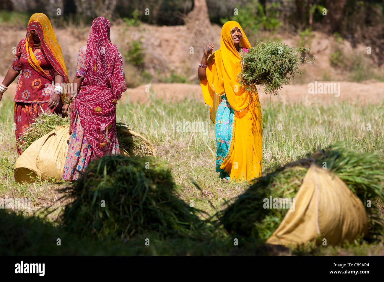 Traditional indian farming methods hi-res stock photography and images ...