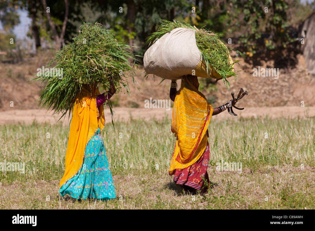 Traditional indian farming methods hi-res stock photography and images ...