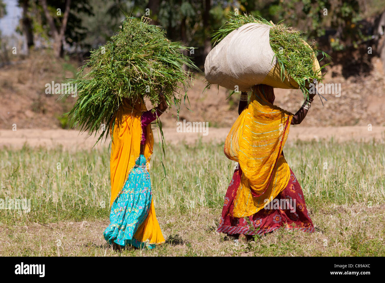Lucerne crop being carried for animal forage by local agricultural ...