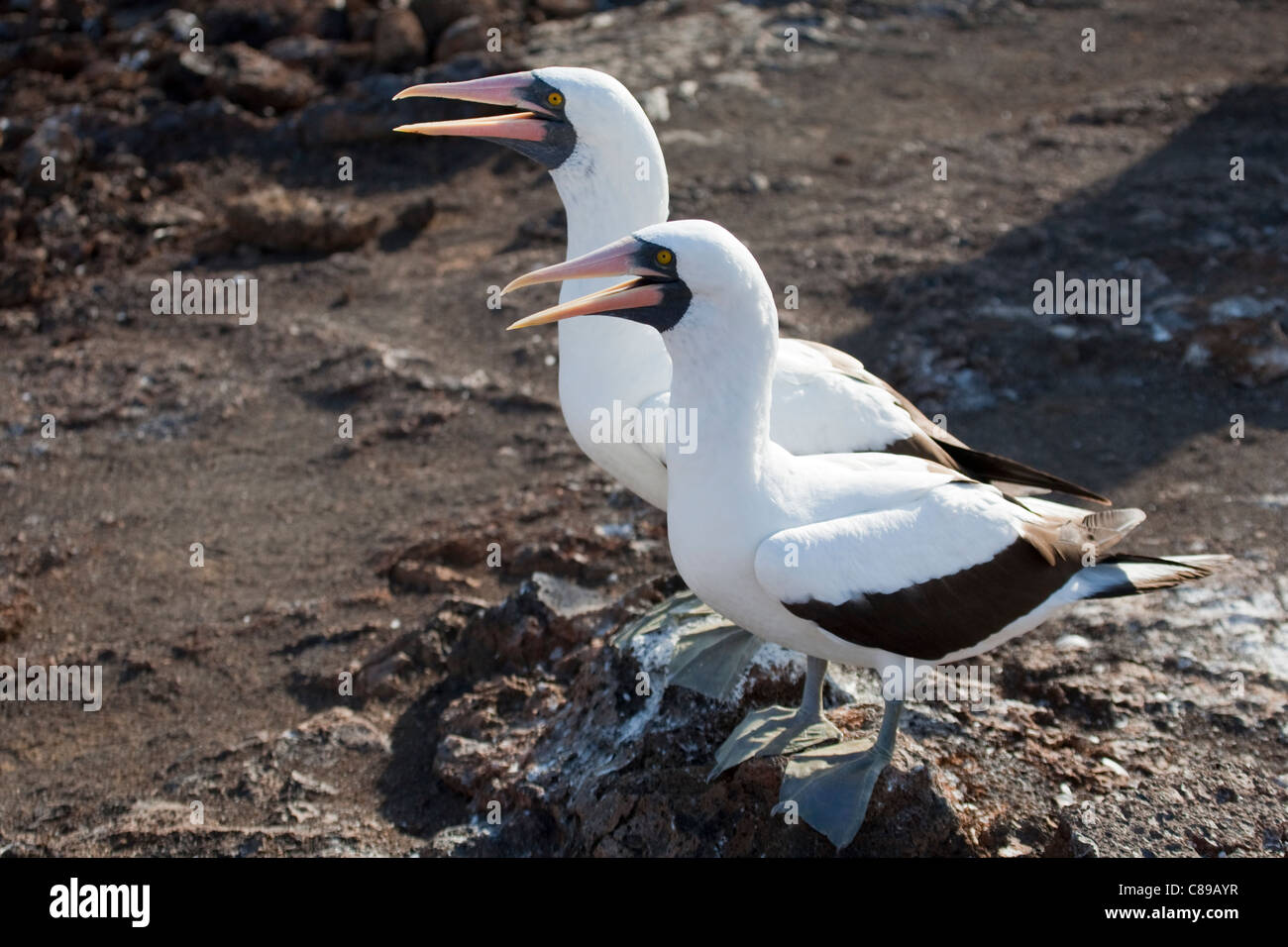 Sula species hi-res stock photography and images - Alamy