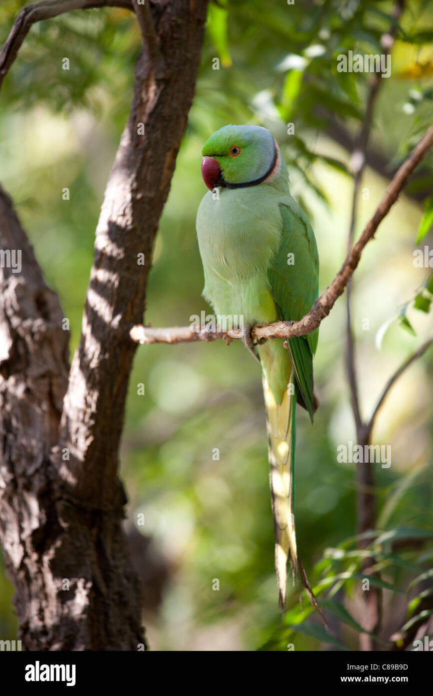 Rose ringed parakeet india hi-res stock photography and images - Alamy