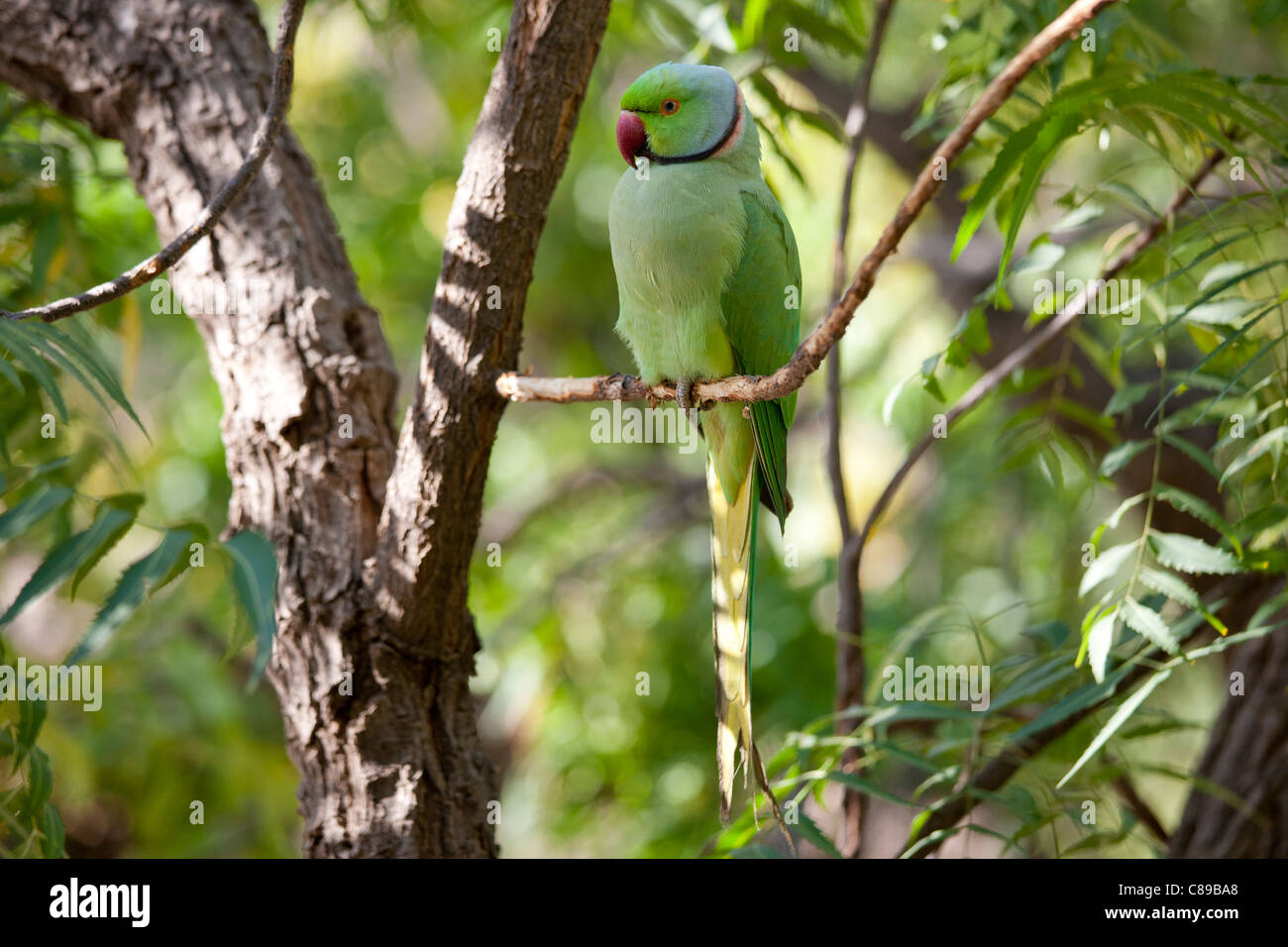 Indian Rose-Ringed Parakeet, Psittacula krameri, on tree branch in ...