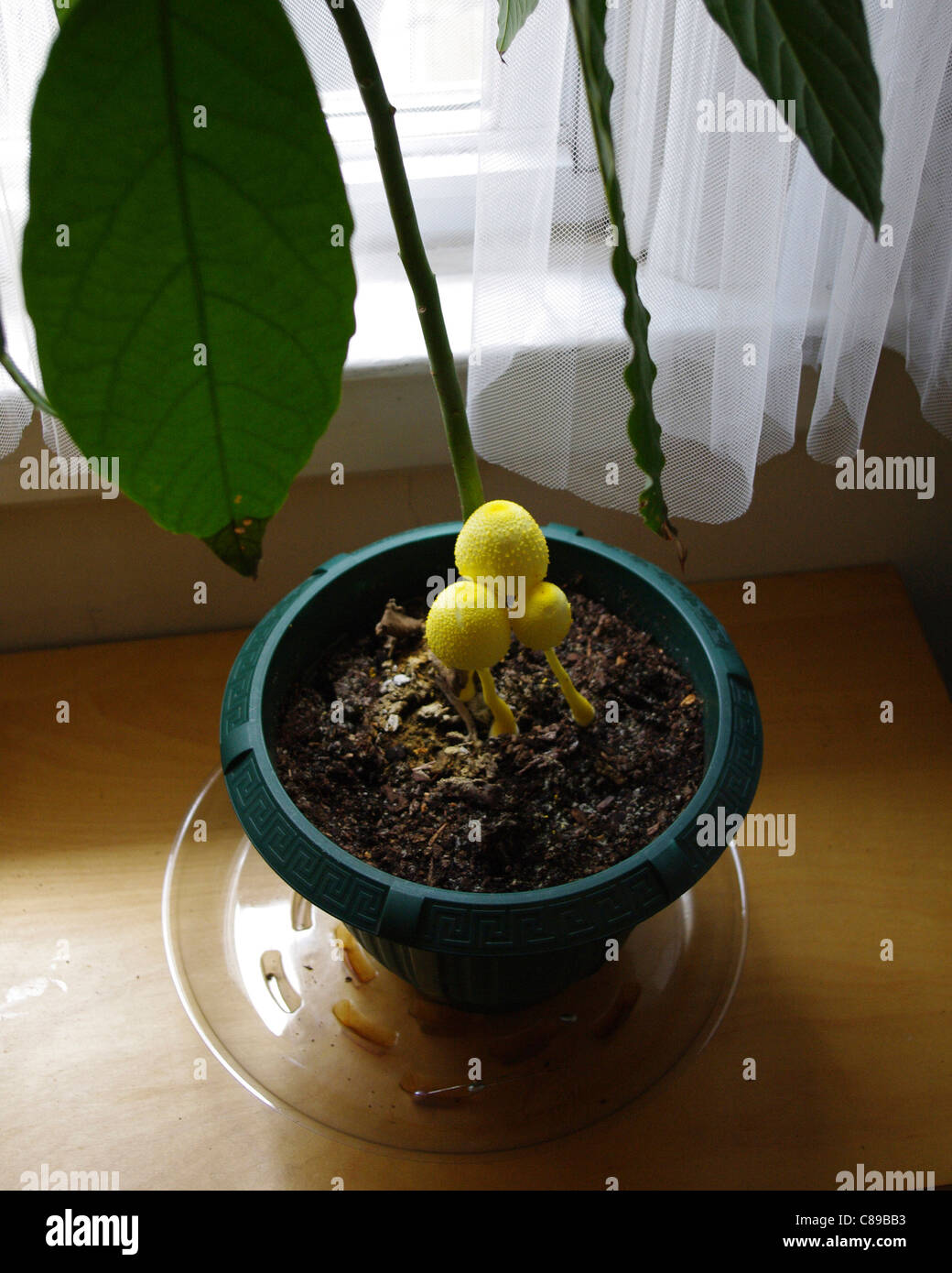 Yellow Pleated Parasol mushroom (Leucocoprinus birnbaumii) sharing soil ...