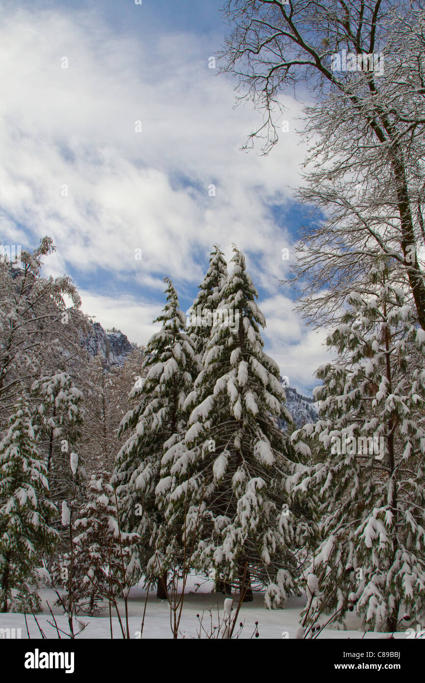 Trees frosted with snow Stock Photo - Alamy