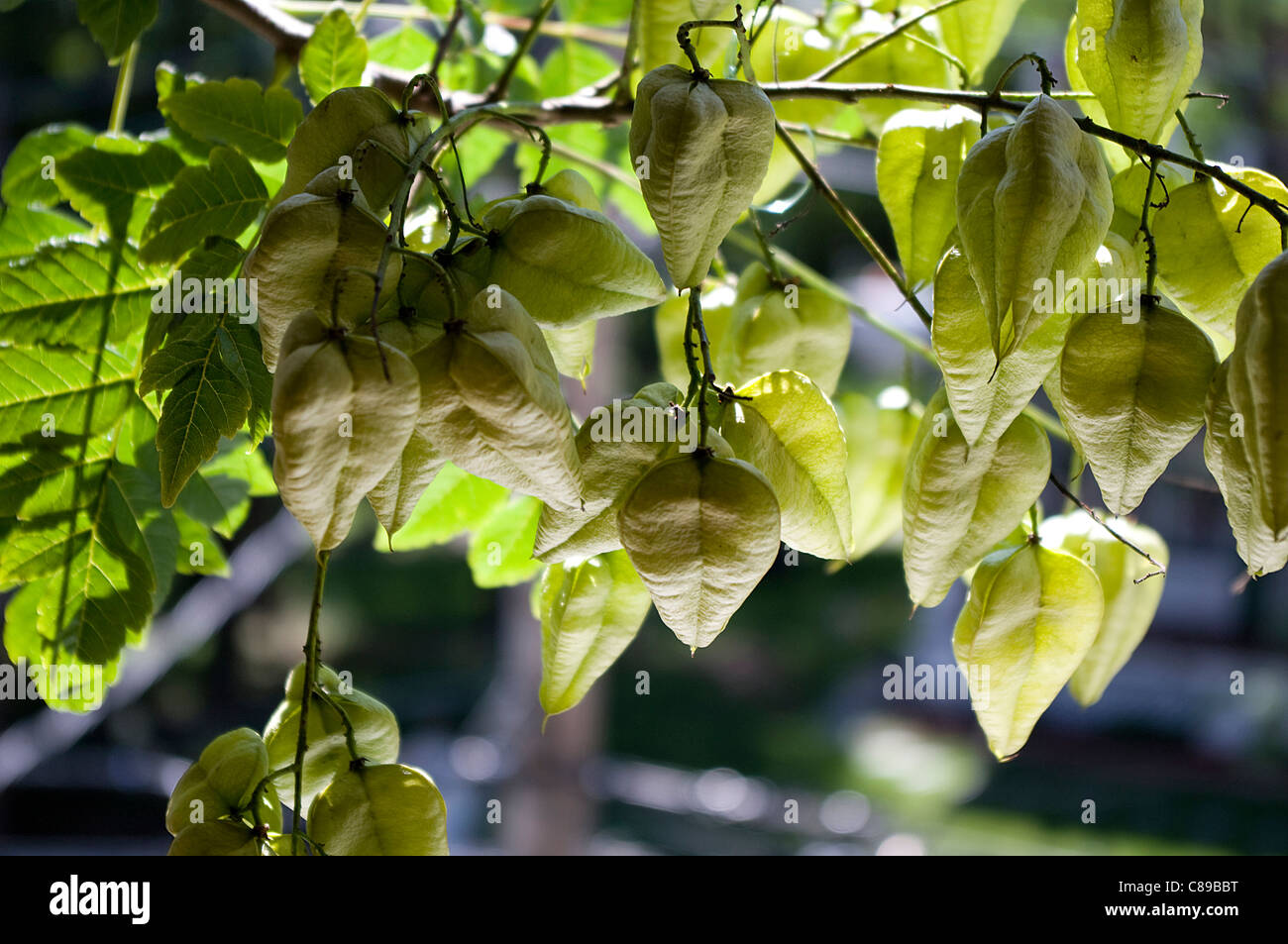 Closeup of Golden Rain tree, Pride of India, Varnish tree (Koelreuteria ...