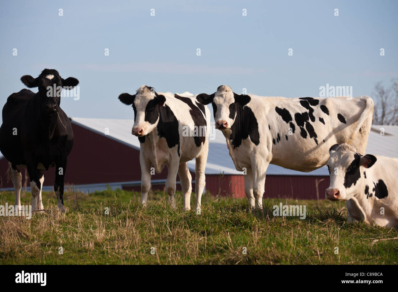 Cow Farm in Wisconsin - fall time Stock Photo - Alamy