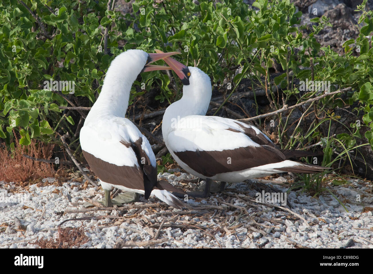 Nazca Booby bird holding the mate's beak in a courtship display on ...