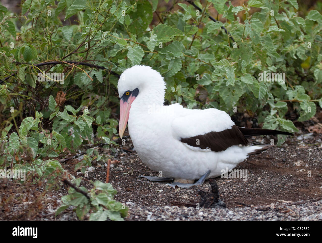 Nazca Booby (Sula granti) adult female brooding egg in shallow ...