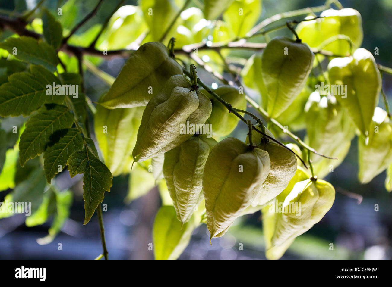 Closeup of Golden Rain tree, Pride of India, Varnish tree (Koelreuteria ...