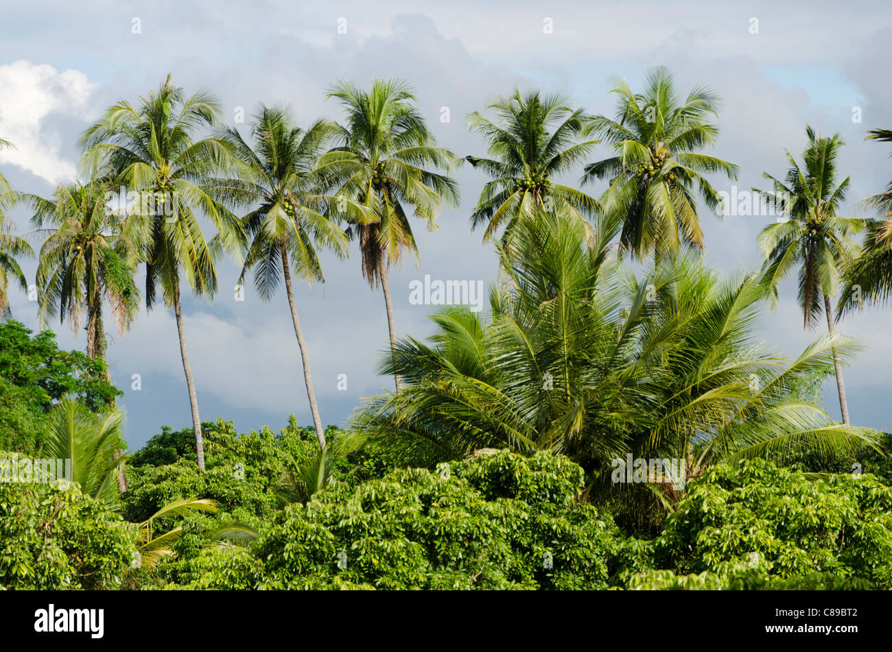 Row of tall coconut palm trees in sunshine with bushes and smaller ...