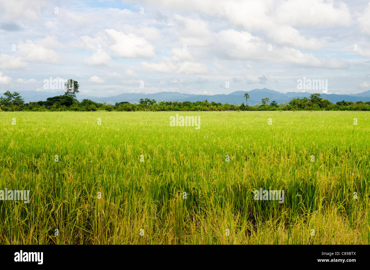 Sunny rice field with mountains on horizon and partly cloudy sky in ...