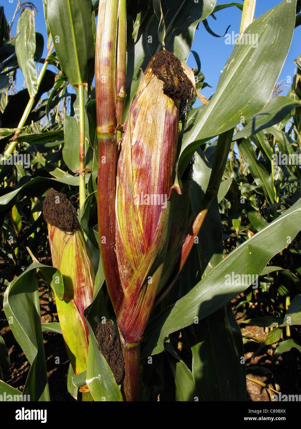 Immature maize cob Stock Photo - Alamy