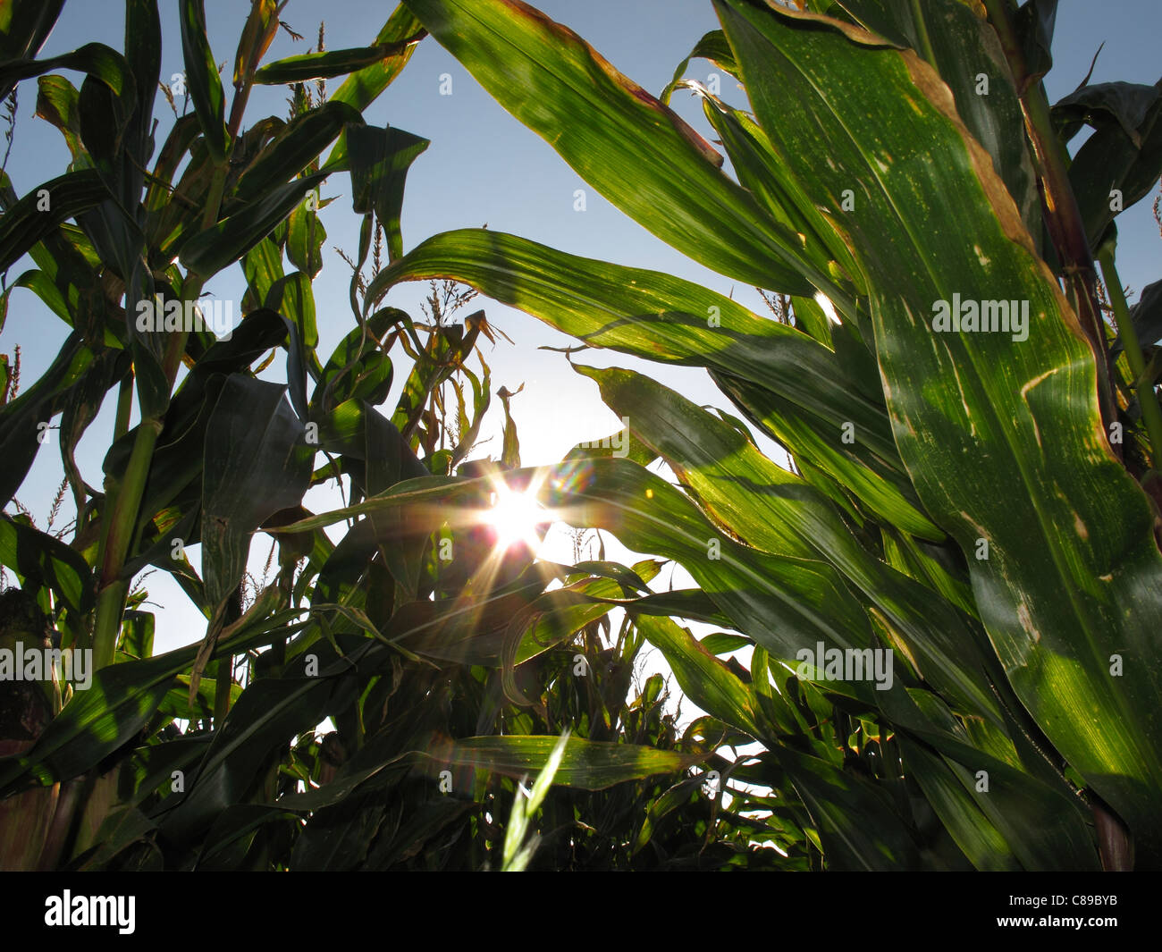 Low angle view of maize crop with sun shining Stock Photo - Alamy