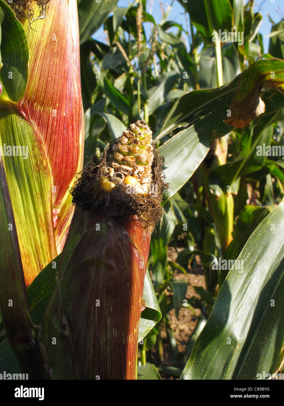Exposed tip of maize cob Stock Photo - Alamy