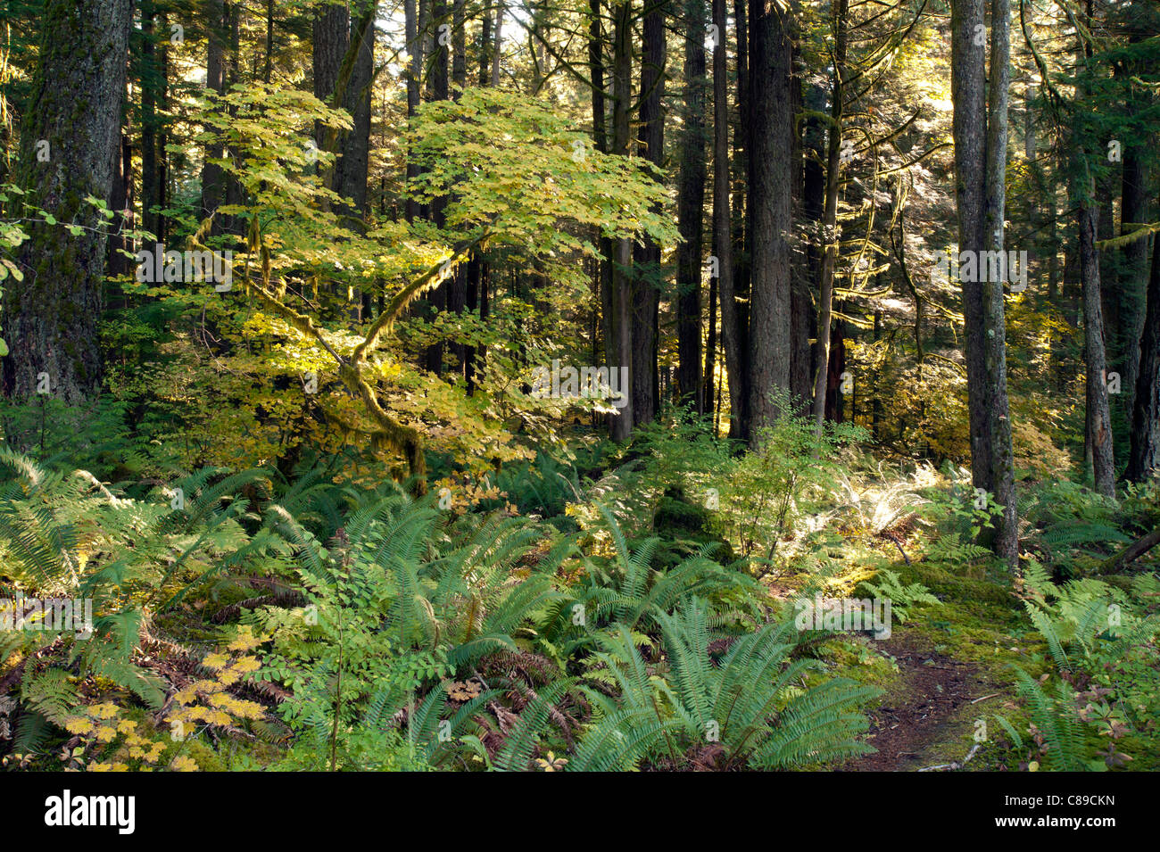 Green forest with trees and bush Stock Photo - Alamy