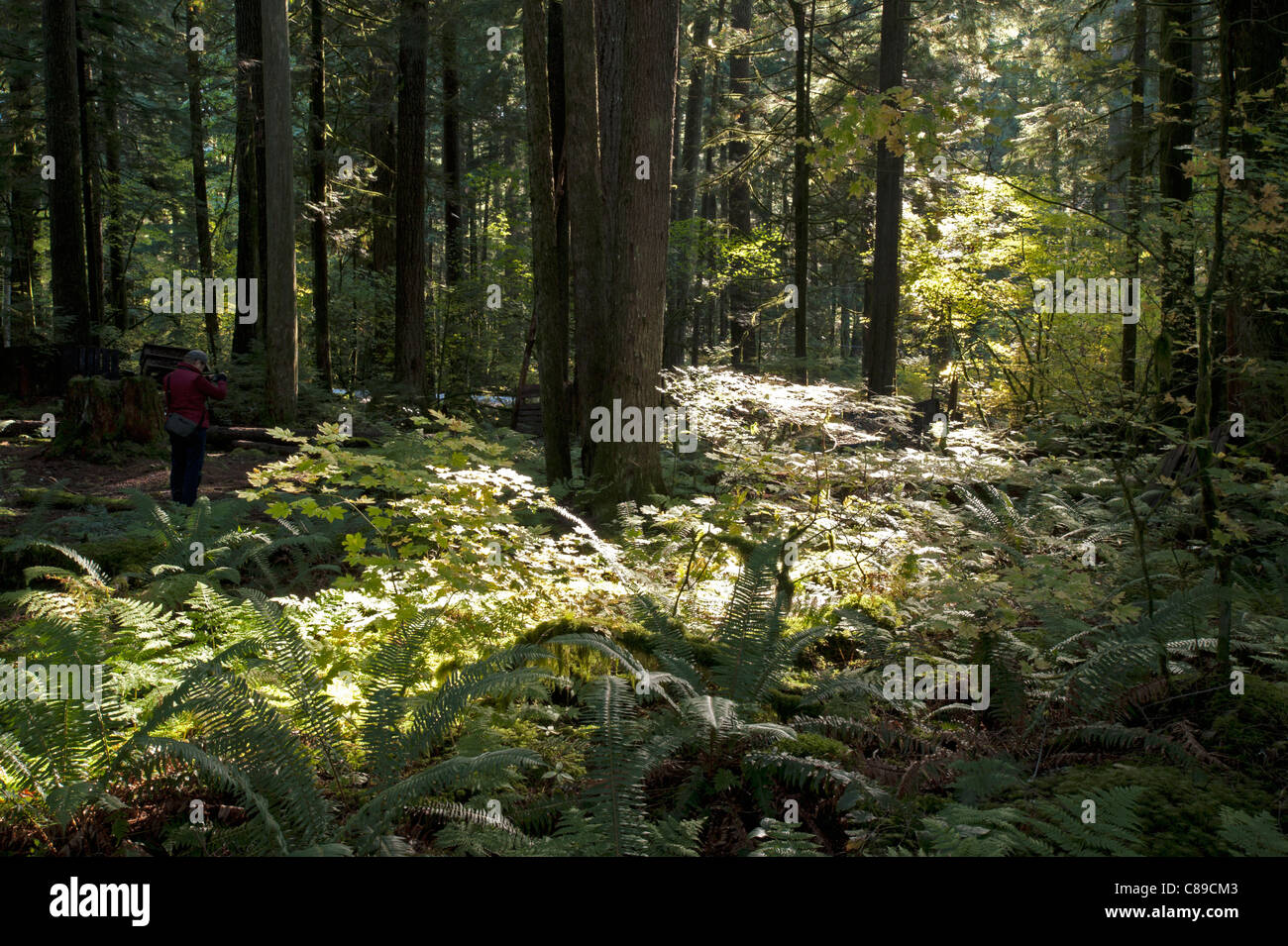 Green wild forest trees green hi-res stock photography and images - Alamy