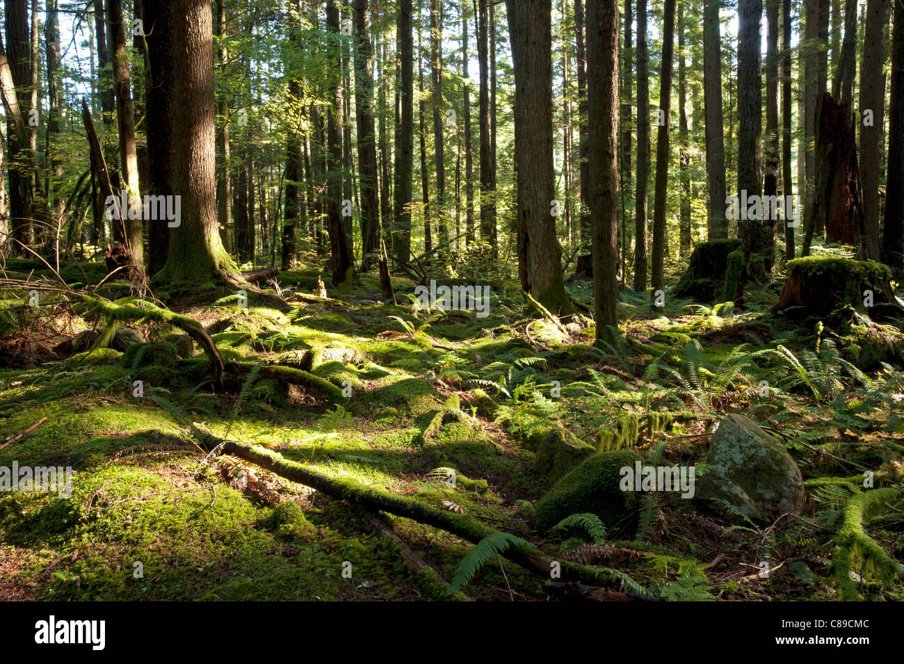 Green forest with trees and bush Stock Photo - Alamy