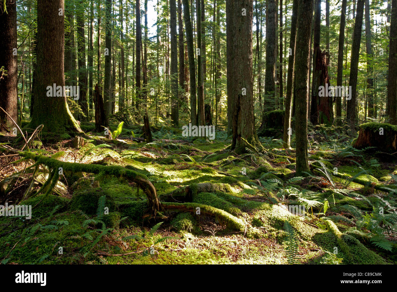 Green forest with trees and bush Stock Photo - Alamy