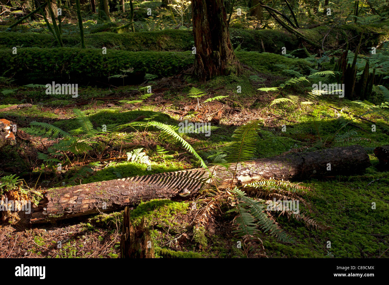 Green forest with trees and bush Stock Photo - Alamy