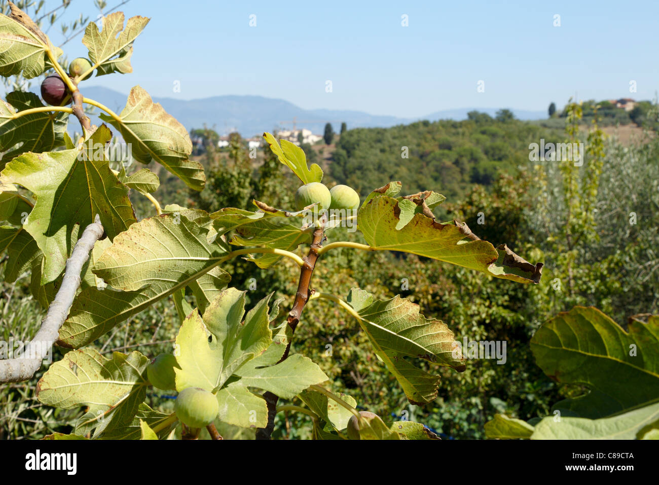 Hills fig tree hi-res stock photography and images - Alamy
