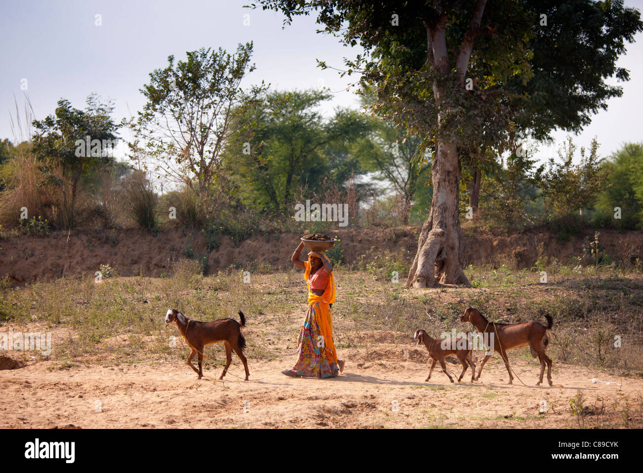 Indian goats hi-res stock photography and images - Alamy