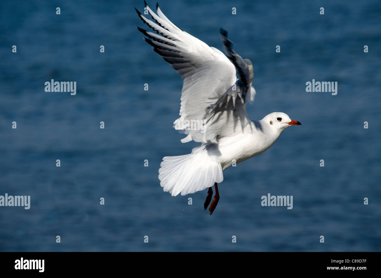 Seagull taking off to fly hi-res stock photography and images - Alamy