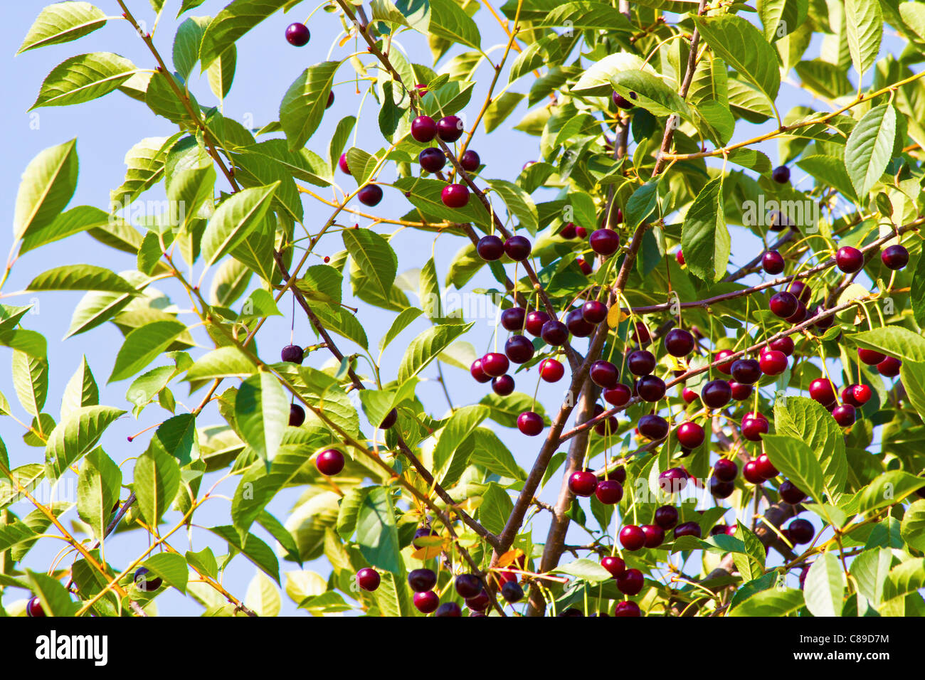 Morello cherry tree hi-res stock photography and images - Alamy