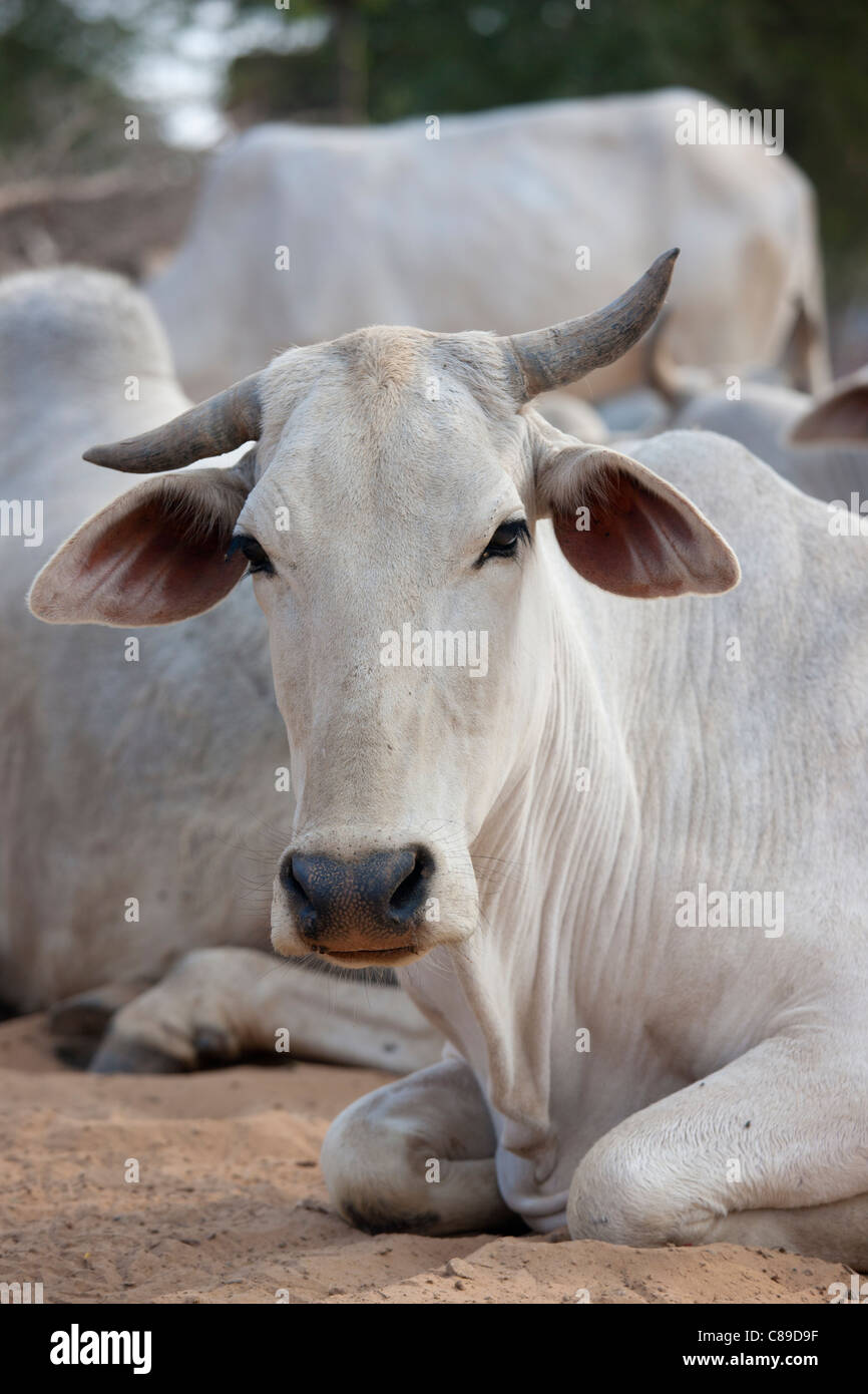 Indian bull hi-res stock photography and images - Alamy