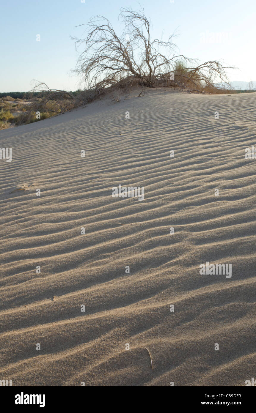 the Samar Sand Dunes. Arava valley. Israel Stock Photo - Alamy