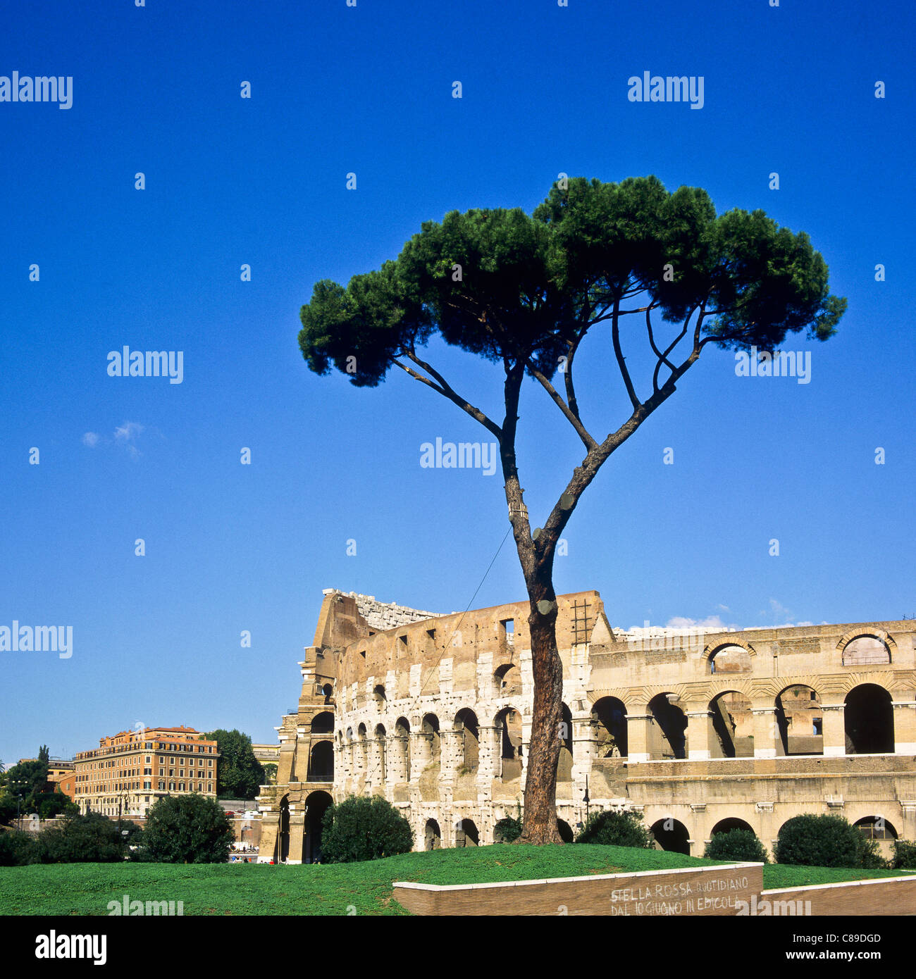 Umbrella pine in front of Colosseum Rome Italy Europe Stock Photo - Alamy
