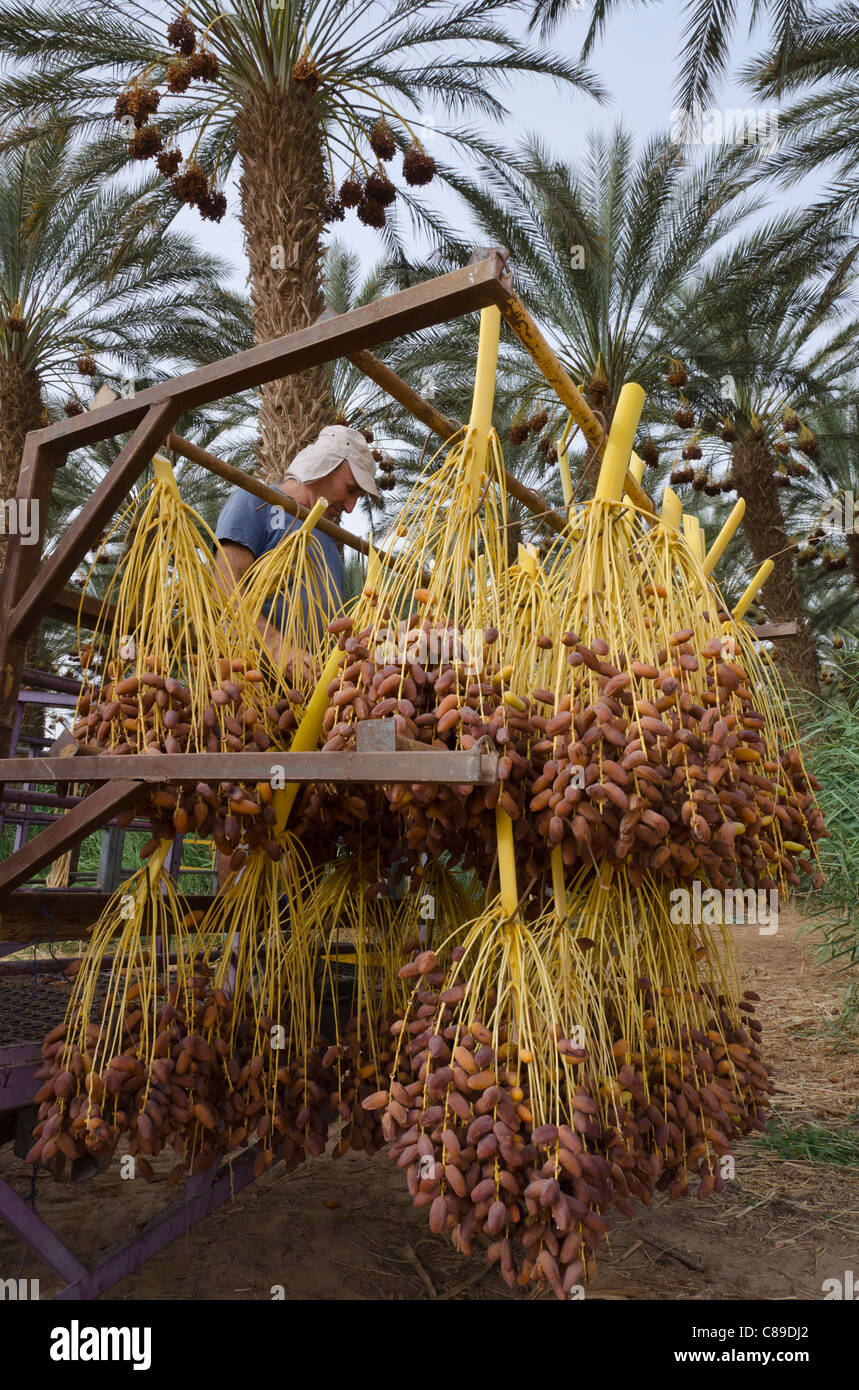 Date picking in kibbutz Samar. Southern Arava valley. Israel Stock ...