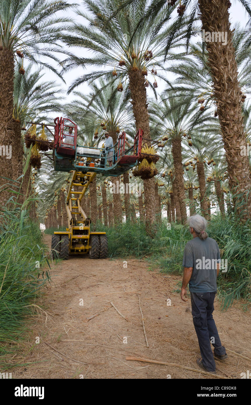 Date palm harvest hi-res stock photography and images - Alamy