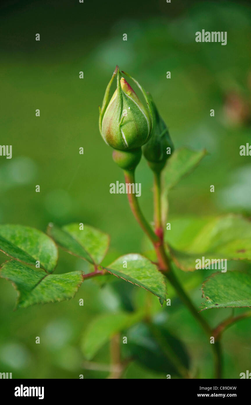 Wild rose bud hi-res stock photography and images - Alamy