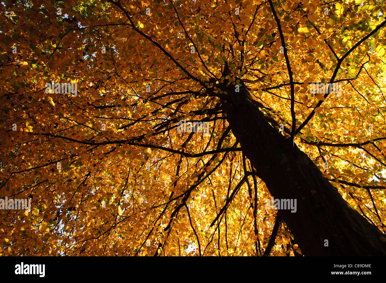Germany, Bavaria, View of beech tree in autumn Stock Photo - Alamy