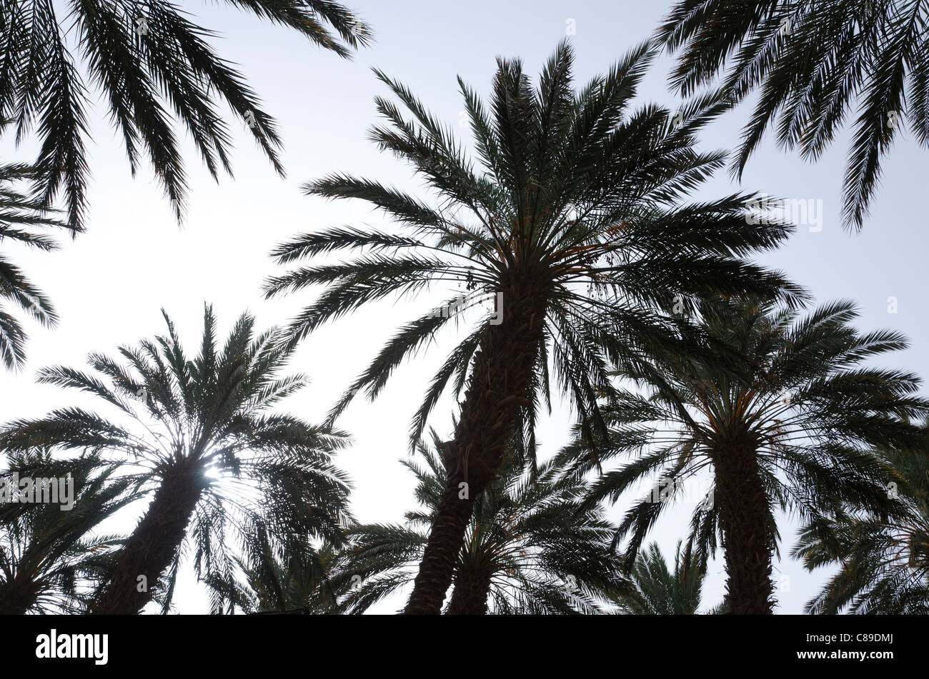 Date palm tree israel hi-res stock photography and images - Alamy