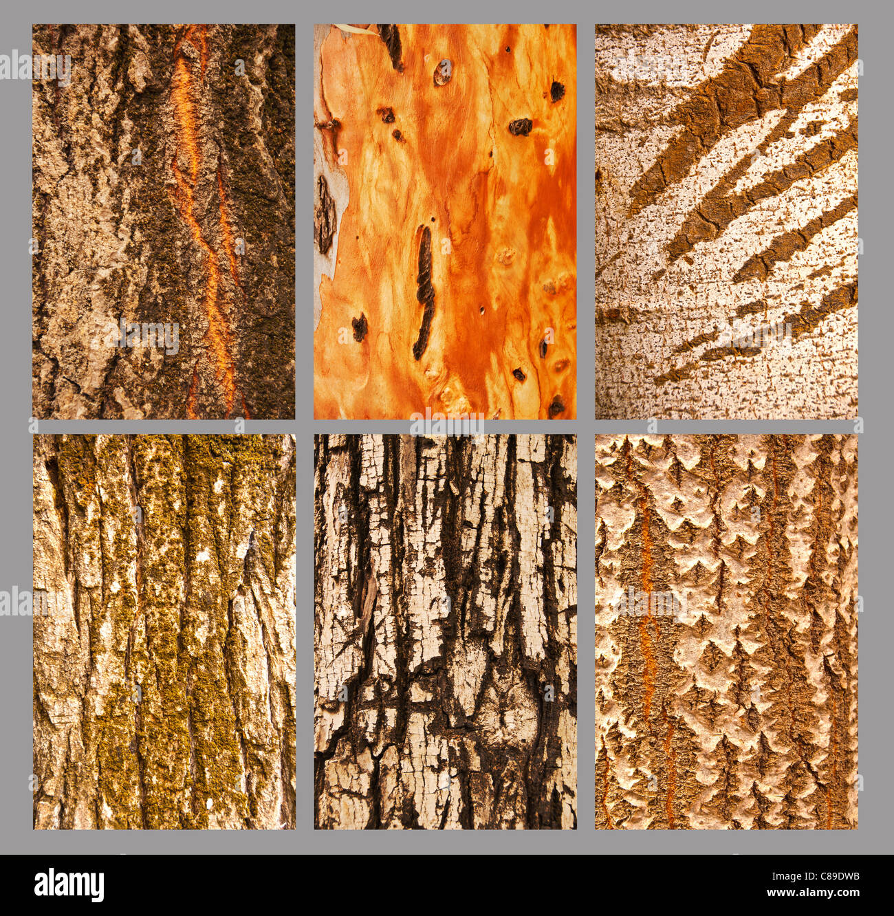 six tree bark from northern Israel Stock Photo - Alamy
