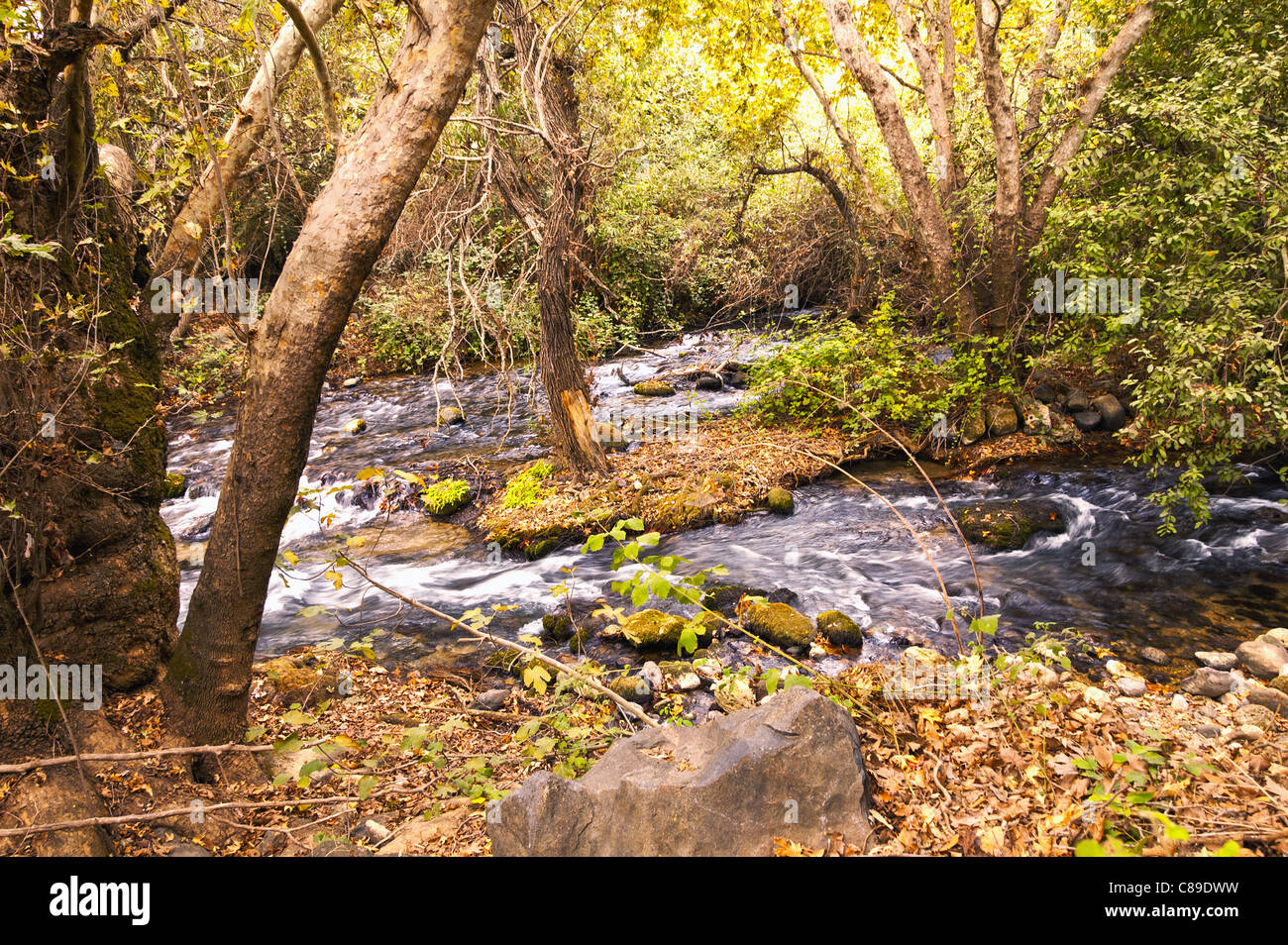converging streams in the forest Stock Photo - Alamy