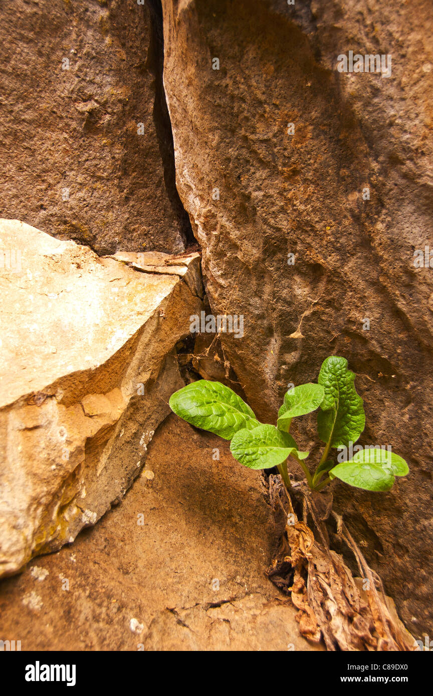 plant growing from a crack in a cliff Stock Photo - Alamy