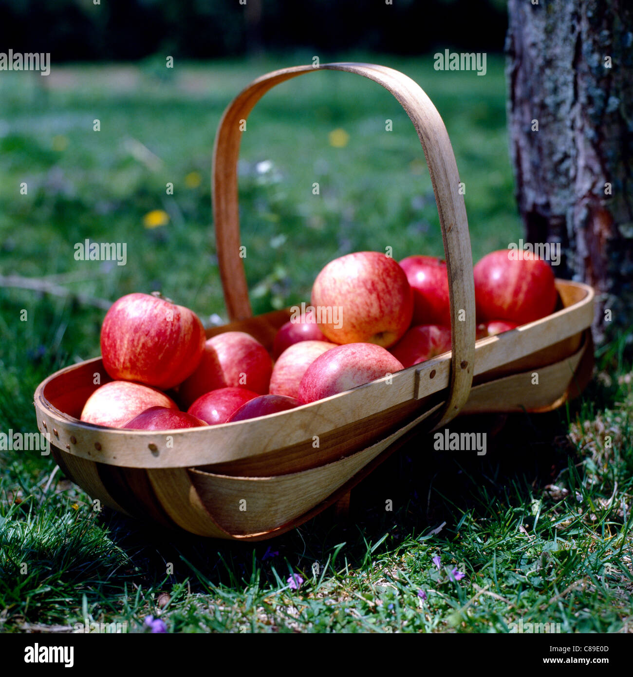 Basket apples under apple tree hi-res stock photography and images - Alamy