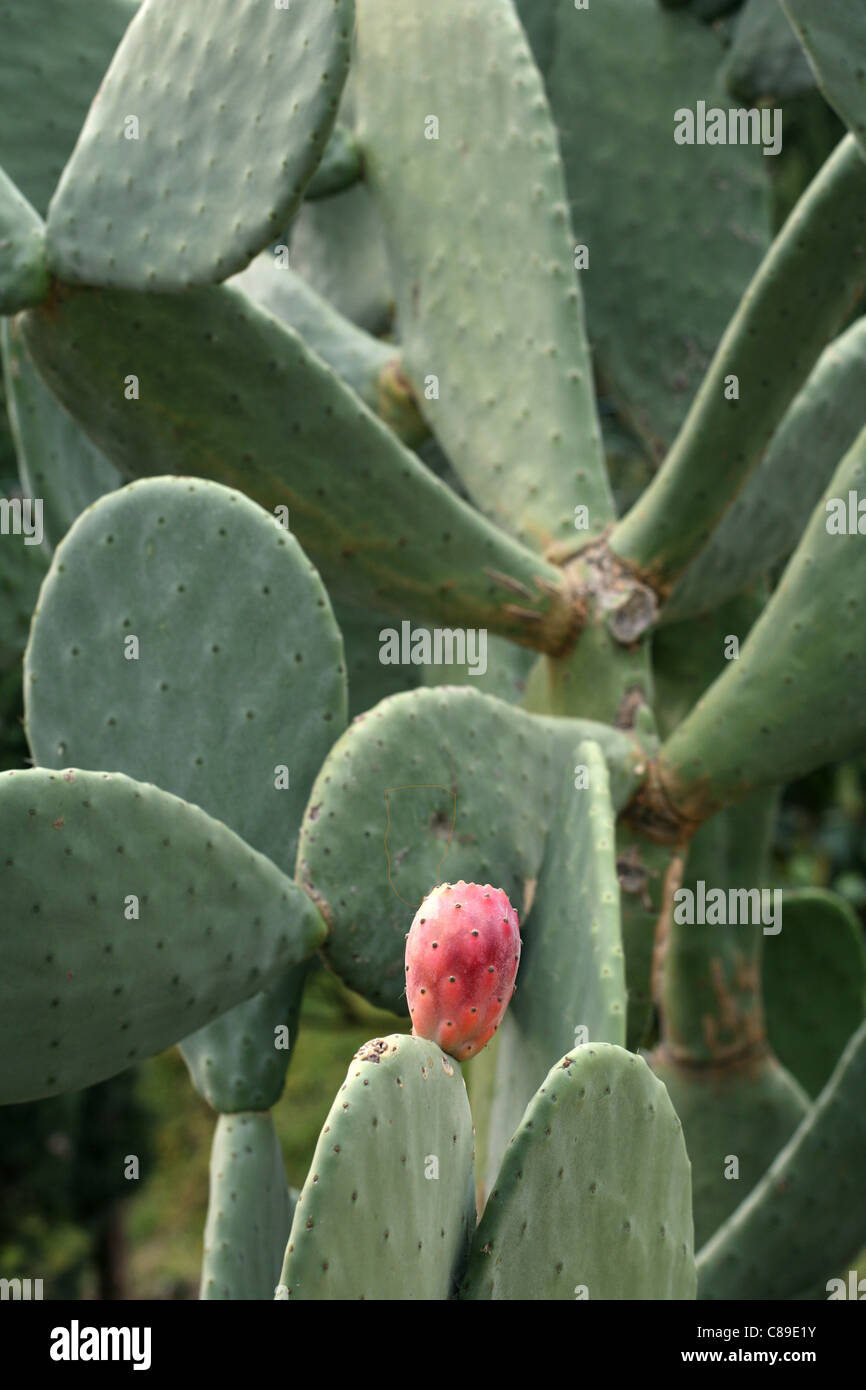 Prickly pear plantation hi-res stock photography and images - Alamy