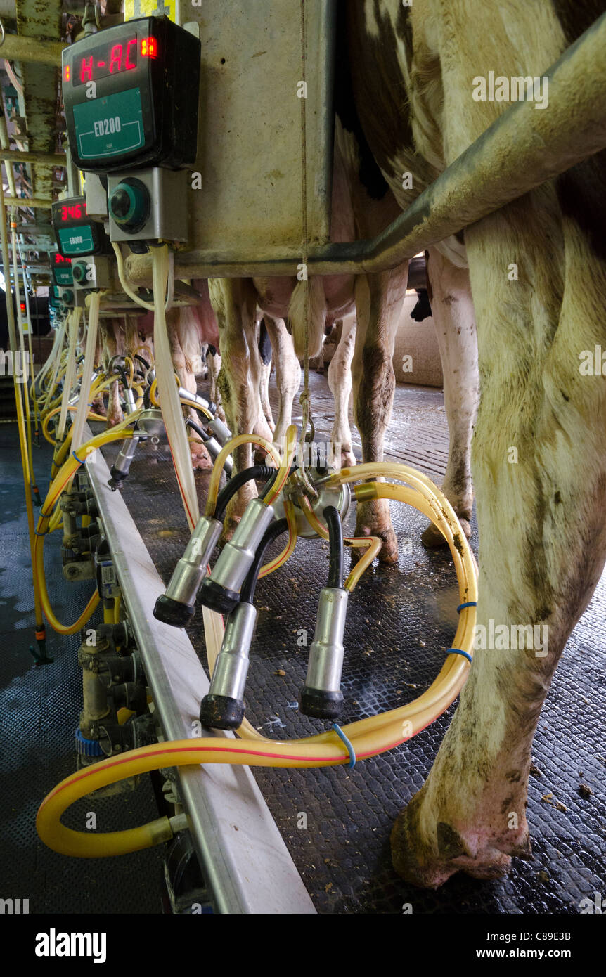 Automatic cow milking machine hi-res stock photography and images - Alamy