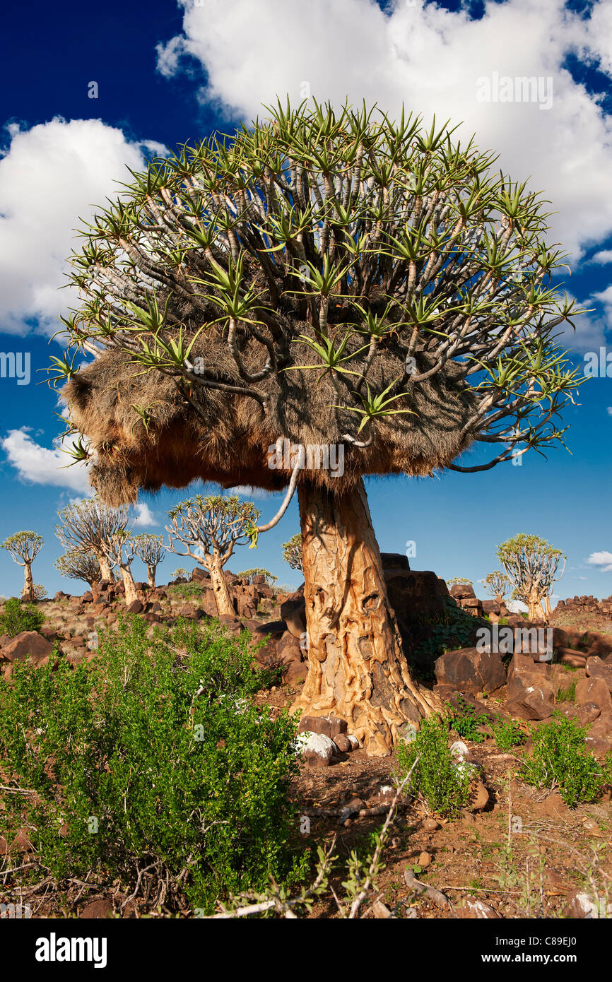 Quiver tree forest, Aloe dichotoma, Farm Garas, Mesosaurus Fossil Site ...