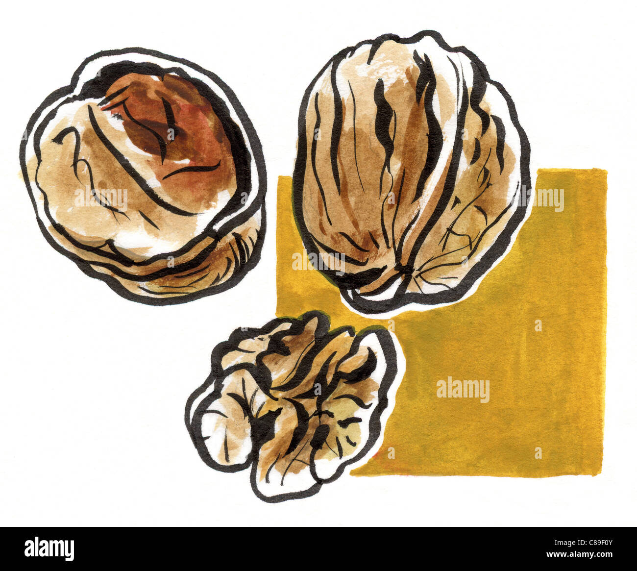 Walnut painting Cut Out Stock Images & Pictures - Alamy