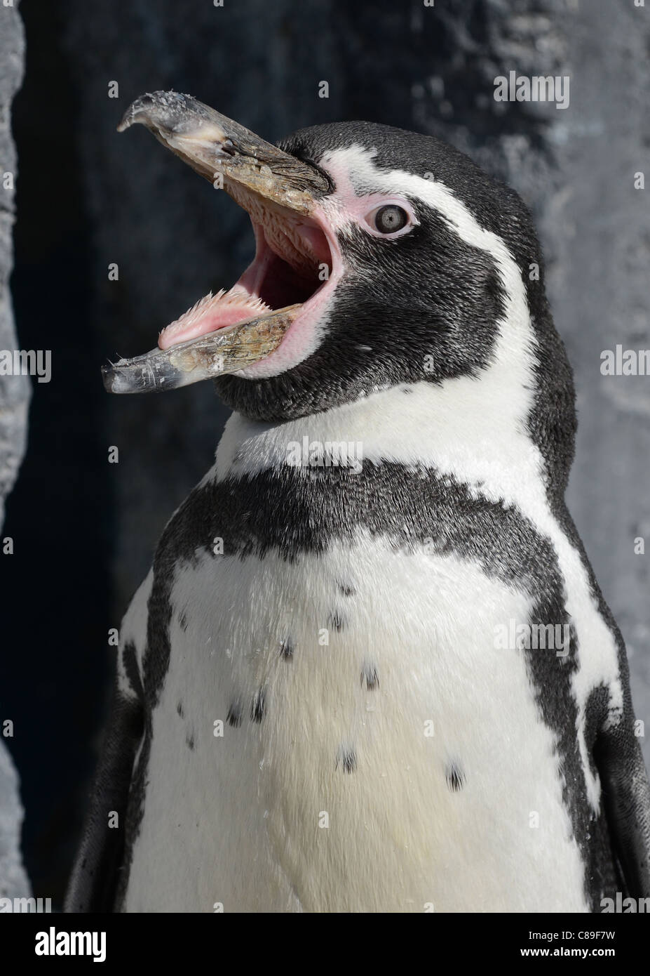Humboldt Penguin Laughing Stock Photo - Alamy