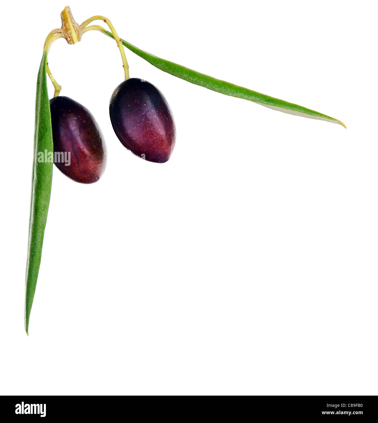 Black olive branch border isolated on white background Stock Photo - Alamy