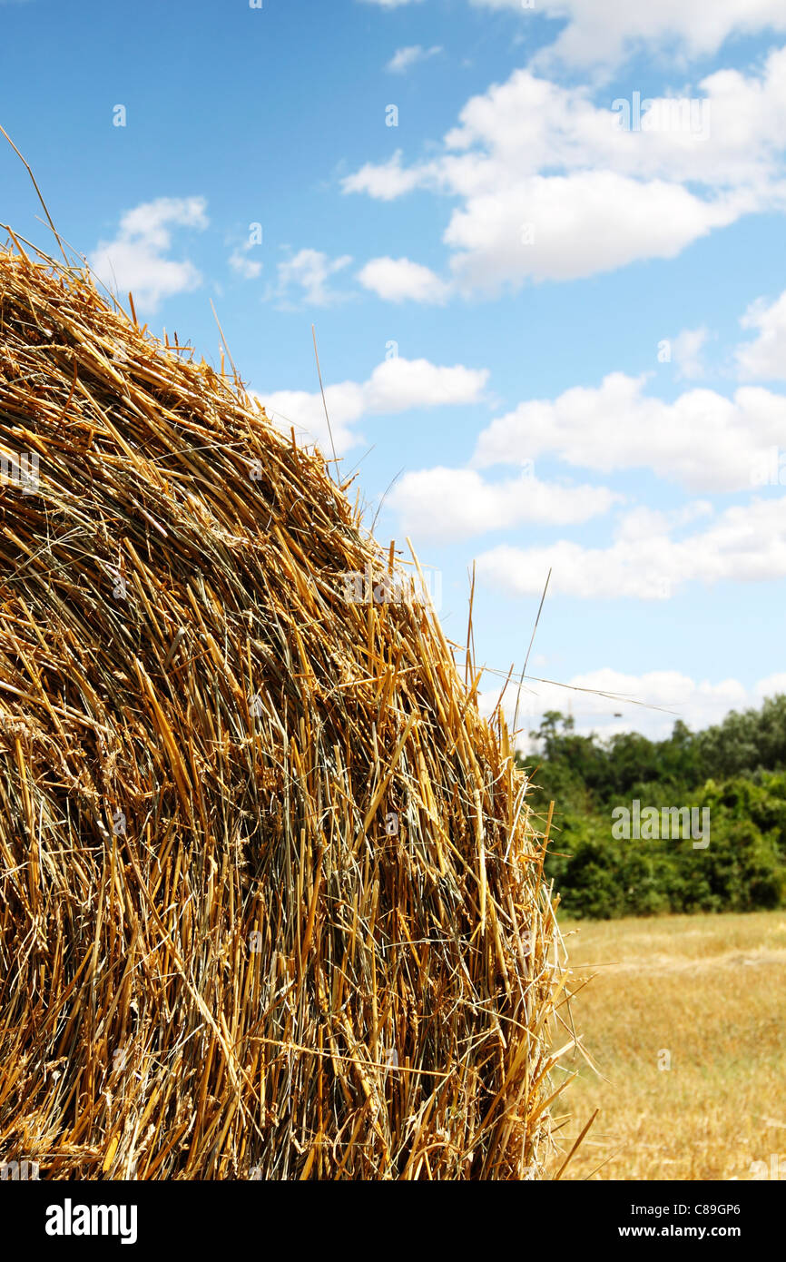 A round haystack on a field in the Tuscan country side on a bright ...