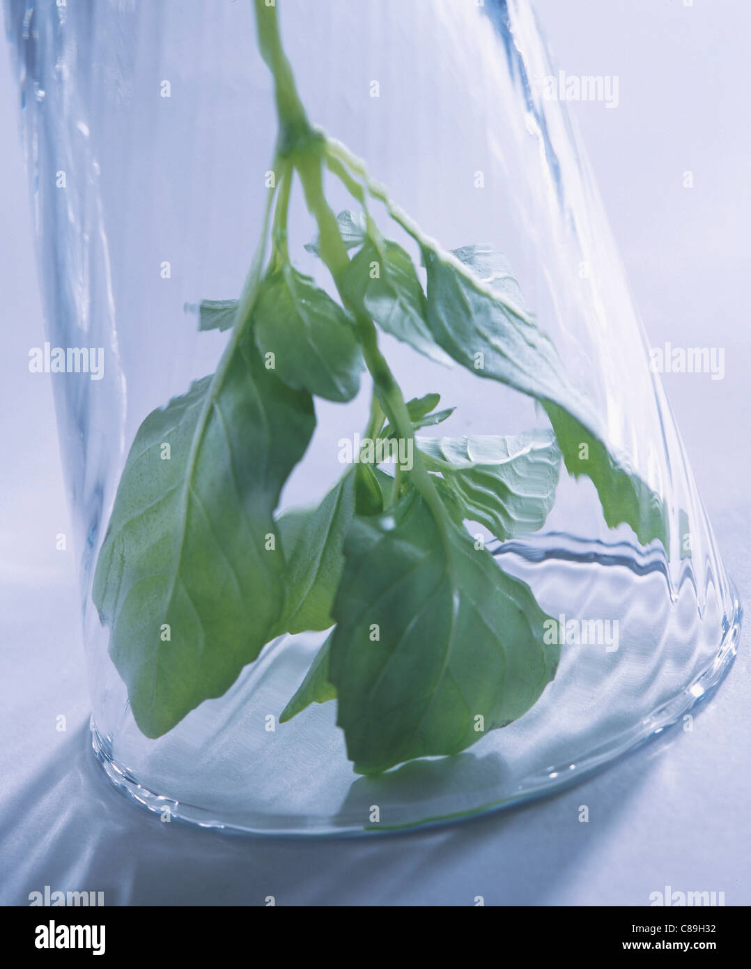 Fresh basil in glass Stock Photo - Alamy